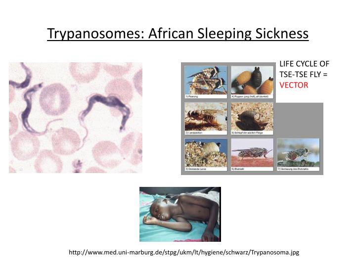 PPT - Microscopy PowerPoint Presentation - ID:2620783