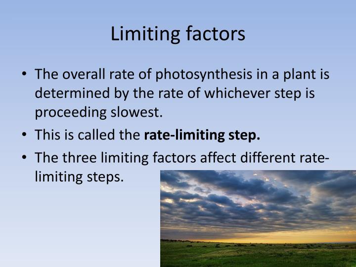 PPT - Limiting Factors in Photosynthesis PowerPoint Presentation - ID ...