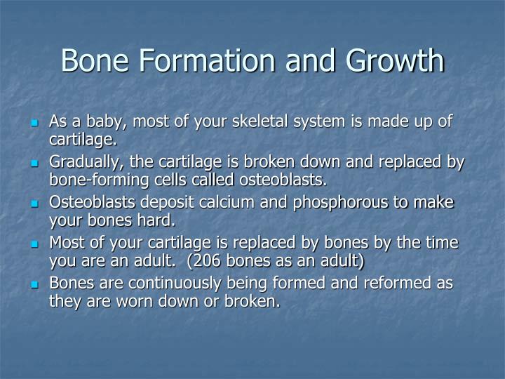 PPT - Skeletal System PowerPoint Presentation - ID:2621746