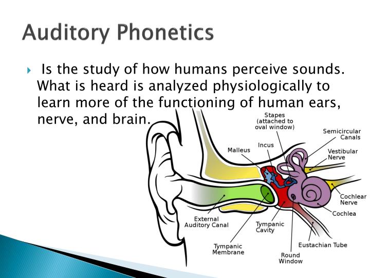 PPT - Chapter 1 Phonetics and Phonology PowerPoint Presentation - ID:2622113