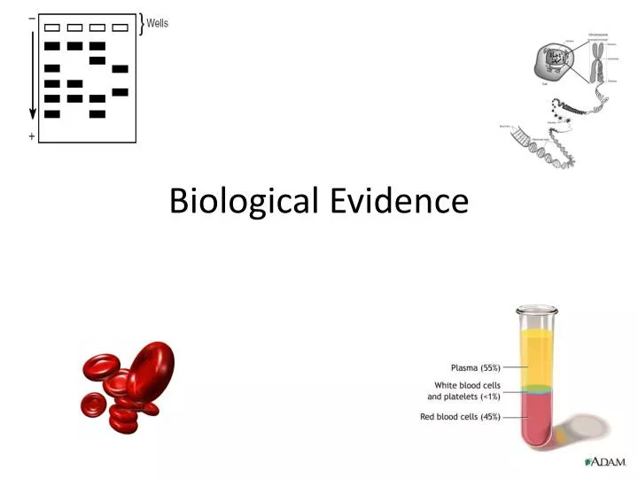 PPT - Biological Evidence PowerPoint Presentation, free download - ID ...