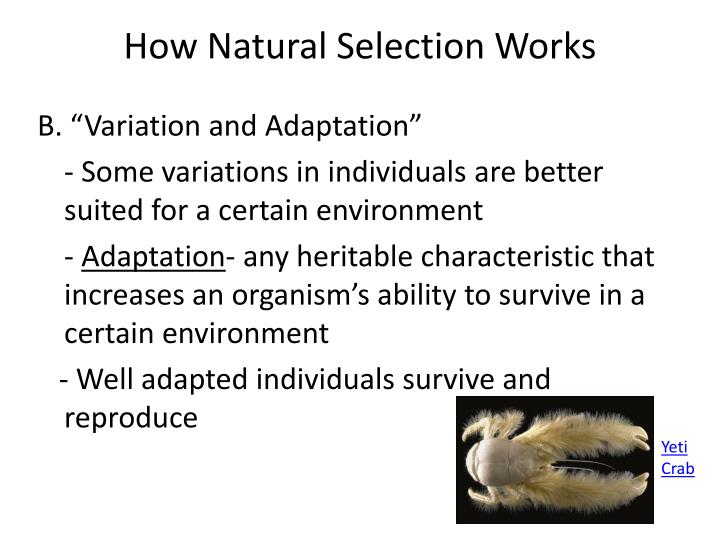 PPT - Evolution PowerPoint Presentation - ID:2622750