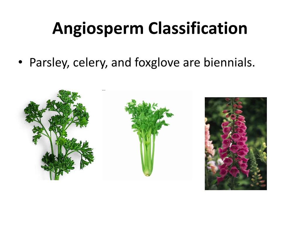 PPT - Plant Reproduction PowerPoint Presentation, free download - ID ...