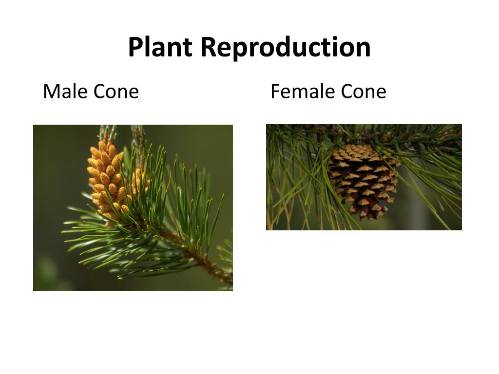 PPT - Plant Reproduction PowerPoint Presentation, free download - ID ...