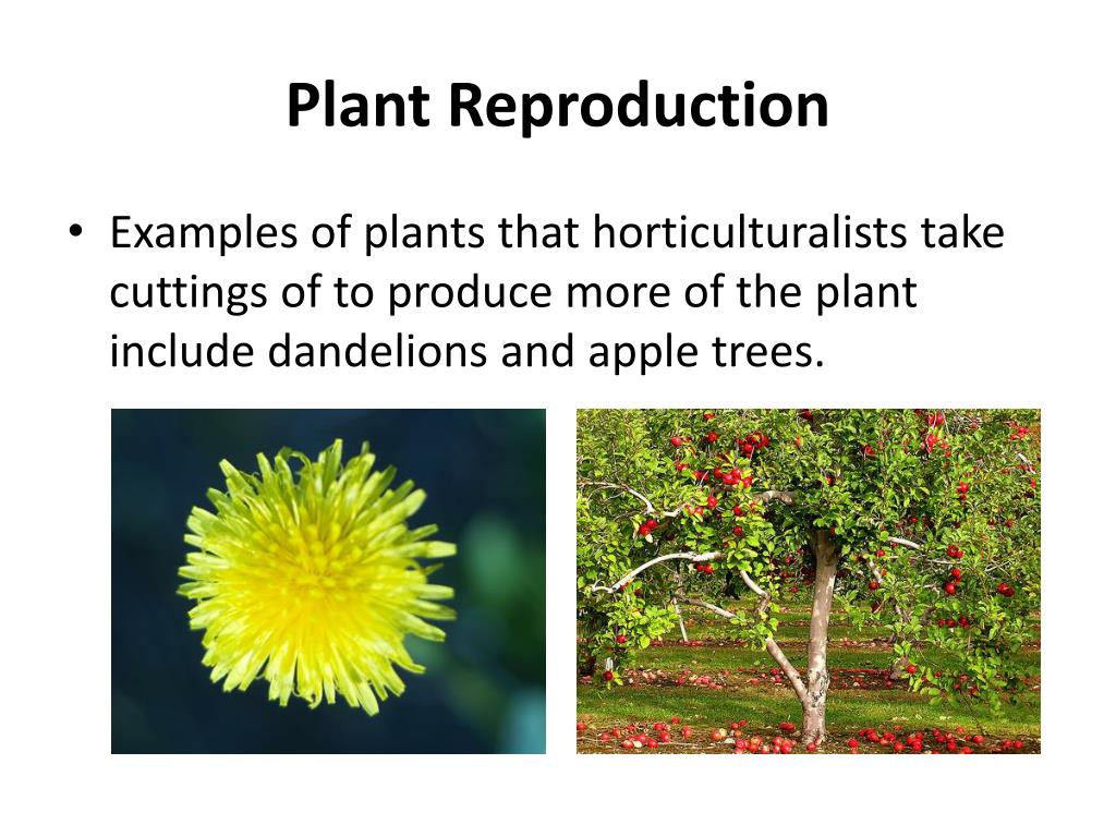 PPT - Plant Reproduction PowerPoint Presentation, free download - ID ...