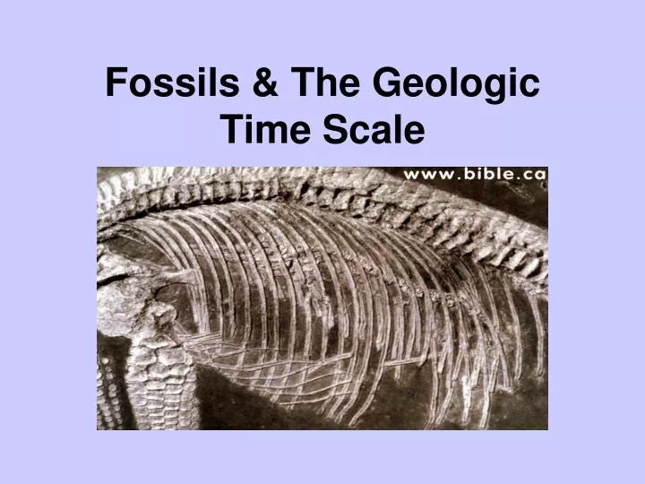PPT - Fossils & The Geologic Time Scale PowerPoint Presentation, free ...