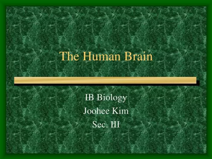 PPT - The Human Brain PowerPoint Presentation, free download - ID:2624592