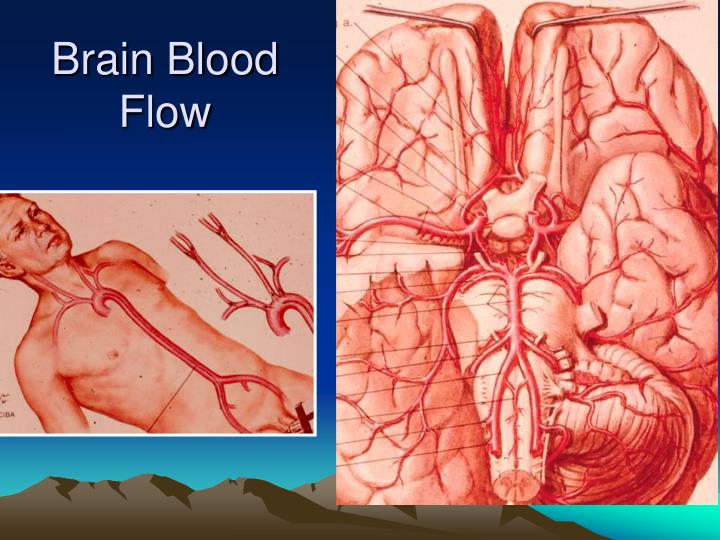 PPT - Midbrain (“mesencephalon”) PowerPoint Presentation - ID:2624613