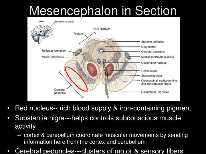 PPT - Midbrain (“mesencephalon”) PowerPoint Presentation - ID:2624613
