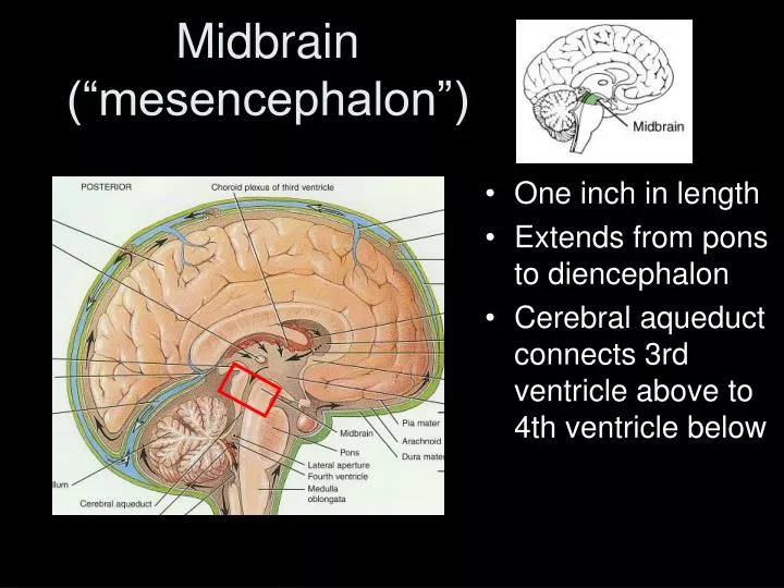 PPT - Midbrain (“mesencephalon”) PowerPoint Presentation, free download ...
