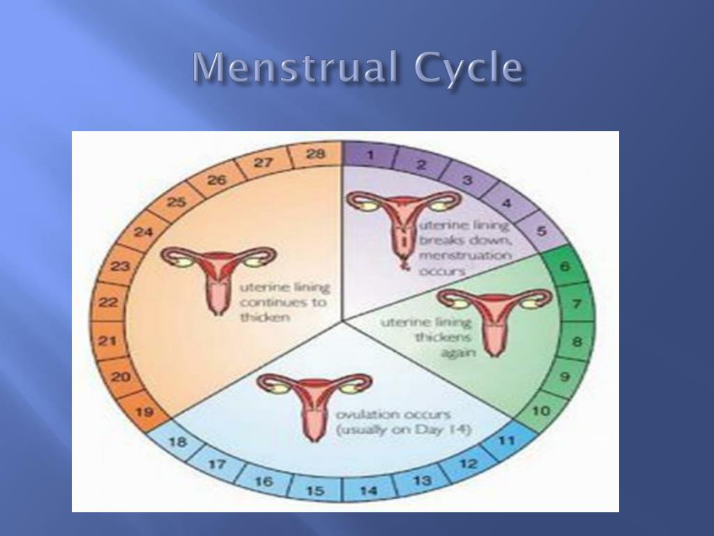 Menstrual Cycle Menstrual Cycle Puberty - vrogue.co Menstrual Cycle Menstrual Cycle Puberty - vrogue.co