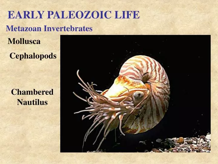 PPT - EARLY PALEOZOIC LIFE PowerPoint Presentation, free download - ID ...