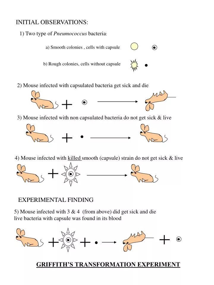 PPT - GRIFFITH’S TRANSFORMATION EXPERIMENT PowerPoint Presentation ... PPT - GRIFFITH’S TRANSFORMATION EXPERIMENT PowerPoint Presentation ...