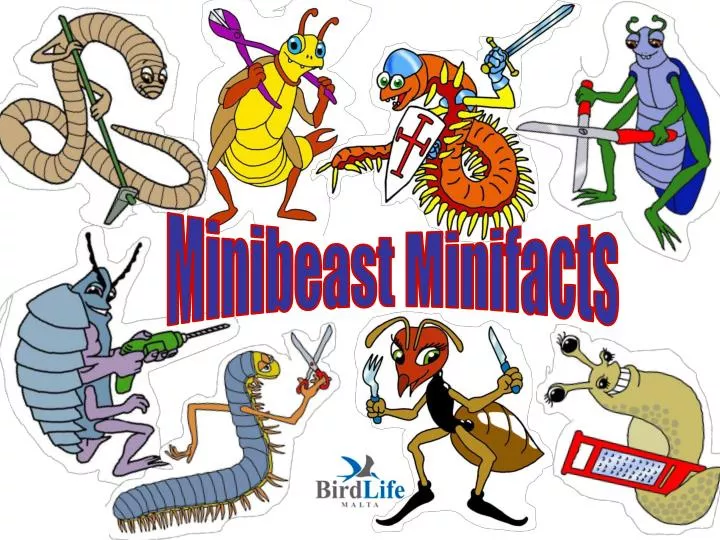 PPT - Minibeast Minifacts PowerPoint Presentation, free download - ID ...