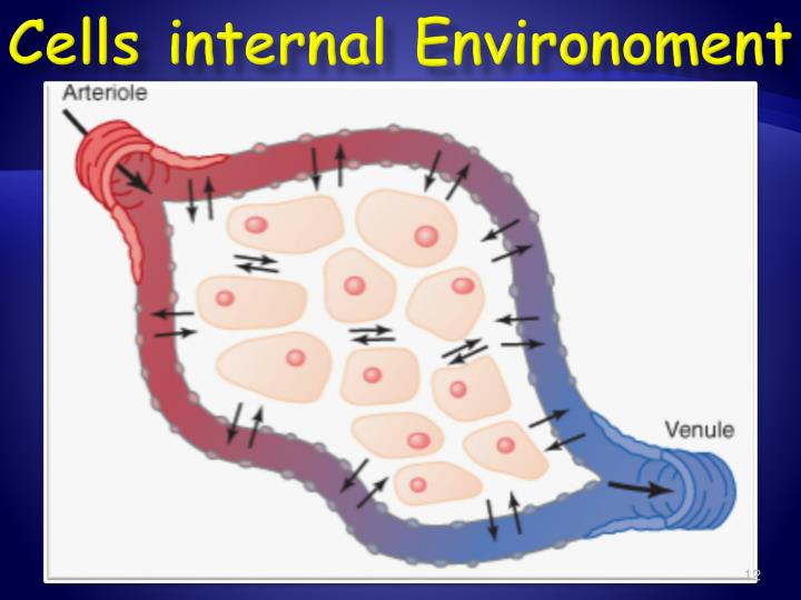 PPT - Introduction to Human Physiology Abdul Aleem Khan PowerPoint ...