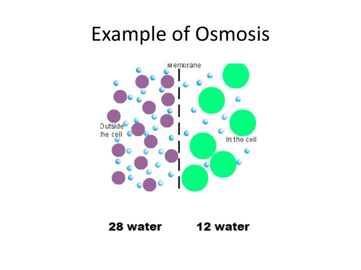 PPT - Biology – Lecture 44 PowerPoint Presentation - ID:2626306