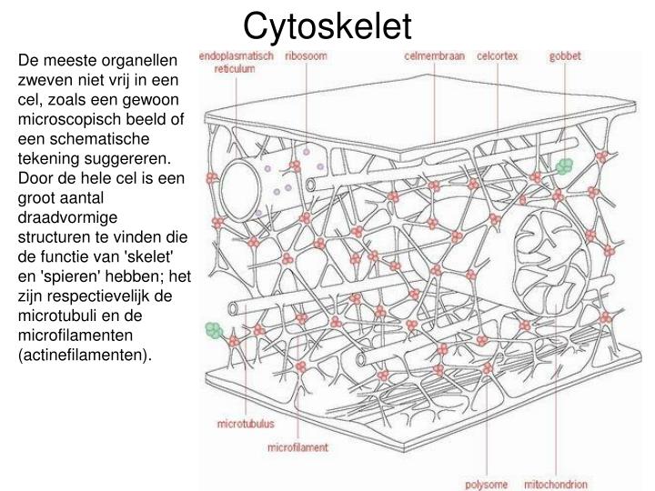 PPT - De Cel(organellen) PowerPoint Presentation - ID:2626390