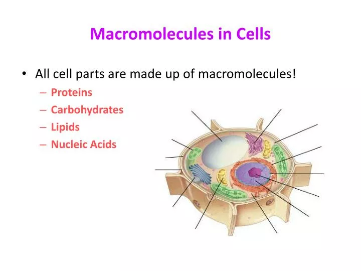 Macromolecules Macromolecules