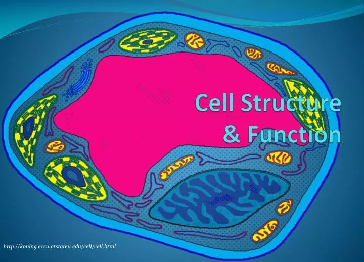 PPT - Cell Structure & Function PowerPoint Presentation, free download ...