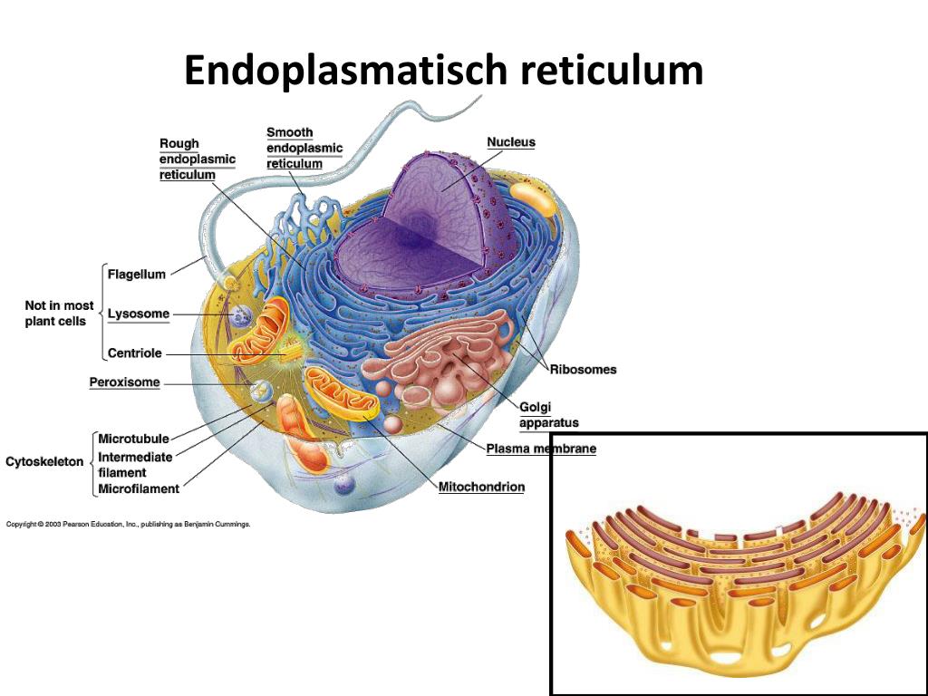 PPT - De wondere wereld van de cel PowerPoint Presentation, free ...