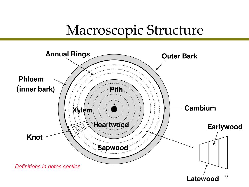 PPT - Wood Chemistry PSE 406 PowerPoint Presentation, free download ...