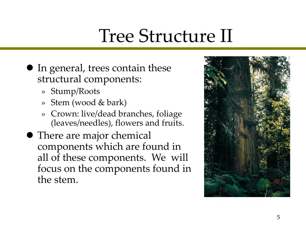 PPT - Wood Chemistry PSE 406 PowerPoint Presentation, free download ...