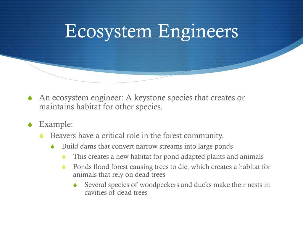 PPT - Biodiversity PowerPoint Presentation, free download - ID:2627481