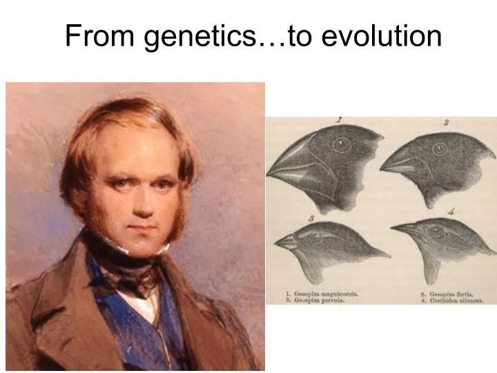 PPT - From genetics…to evolution PowerPoint Presentation, free download ...