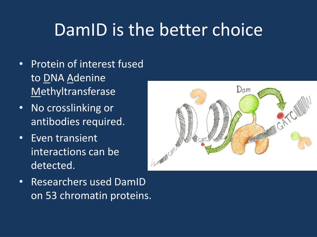 PPT - Derek Oh & Eric Tarapore Bio Sci D145 2.20.14 PowerPoint ...