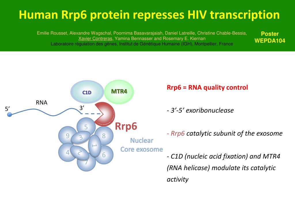 PPT - Role of Human Rrp6 Protein in Repressing HIV Transcription ...