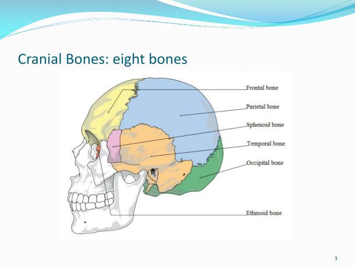 PPT Study On A Fractional Model Of Viscoelasticity Of Human Cranial PPT Study On A Fractional Model Of Viscoelasticity Of Human Cranial