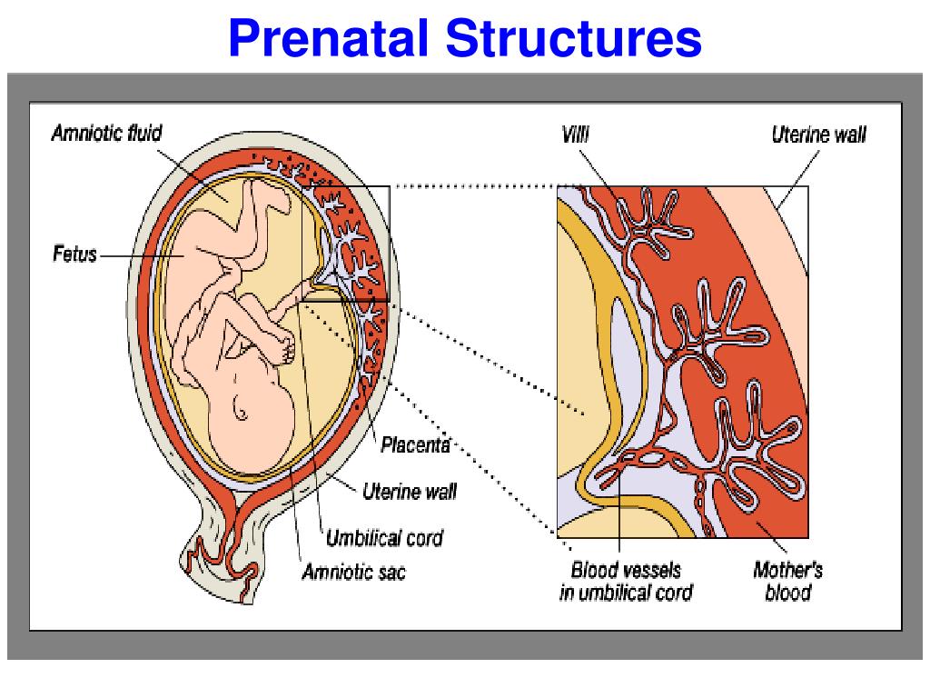 PPT - Teratogens and drugs of abuse in pregnancy PowerPoint ...