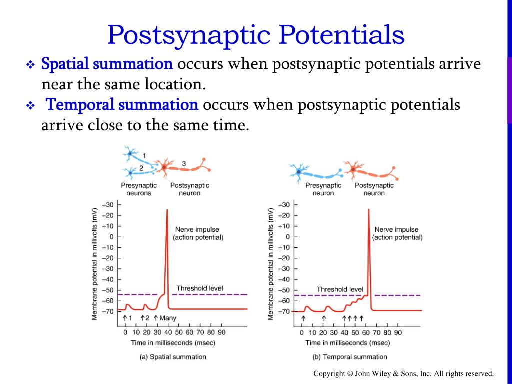 PPT - Postsynaptic neuron PowerPoint Presentation, free download - ID ... PPT - Postsynaptic neuron PowerPoint Presentation, free download - ID ...