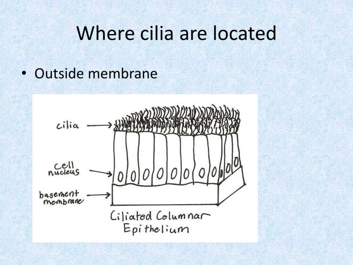 PPT - Cilia and Ribosomes PowerPoint Presentation - ID:2633757