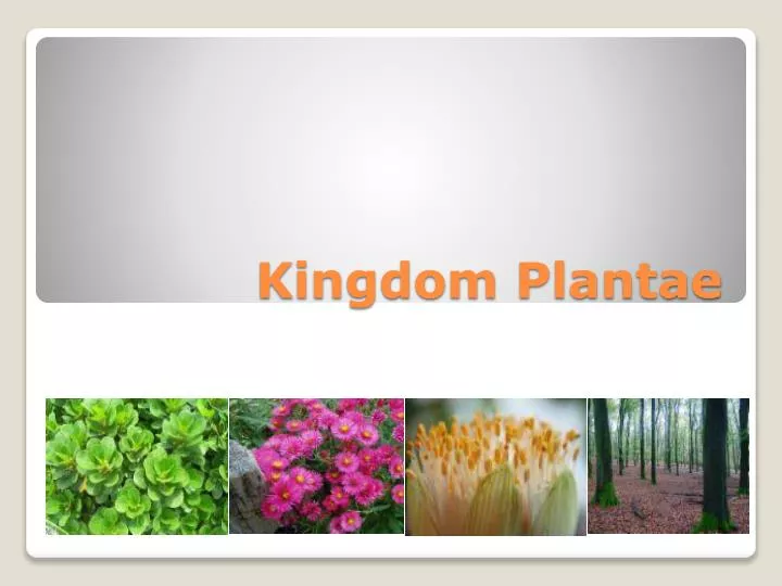 PPT - Kingdom Plantae PowerPoint Presentation, free download - ID:2634126