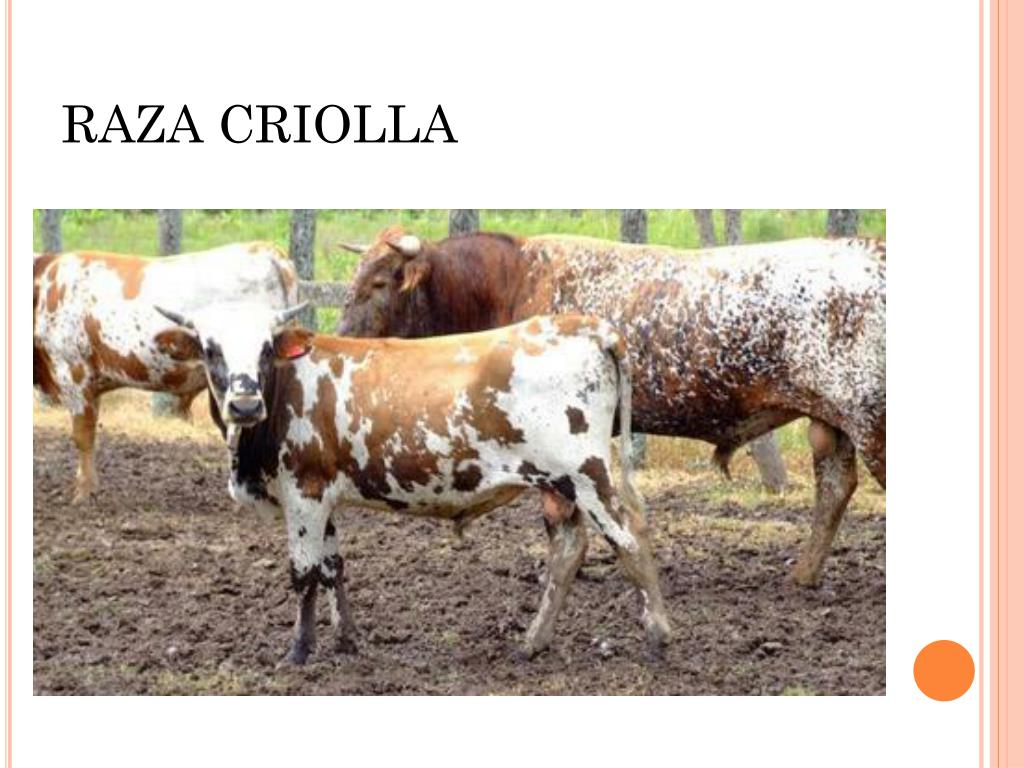 PPT - Genética de poblaciones. Trabajo final PowerPoint Presentation ...