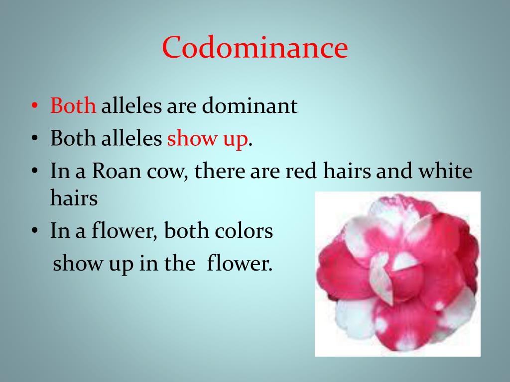 PPT - Genetics PowerPoint Presentation, free download - ID:2634757