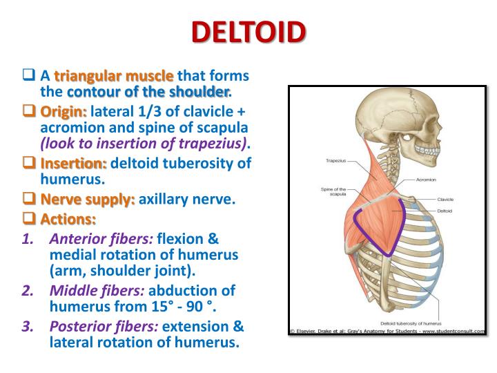 PPT - ANATOMY OF THE SHOULDER REGION PowerPoint Presentation - ID:2635050