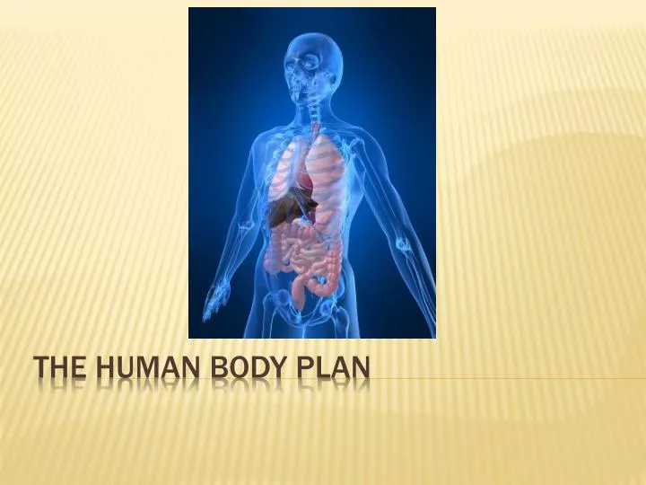 PPT - The Human Body Plan PowerPoint Presentation, free download - ID ...
