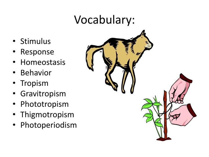 PPT - Response to Stimuli PowerPoint Presentation - ID:2635470