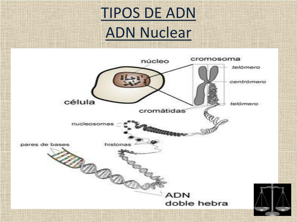 PPT - El ADN en la investigación forense PowerPoint Presentation, free ...