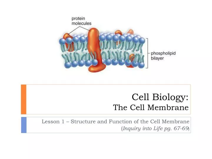 PPT - Cell Biology: The Cell Membrane PowerPoint Presentation, free ...