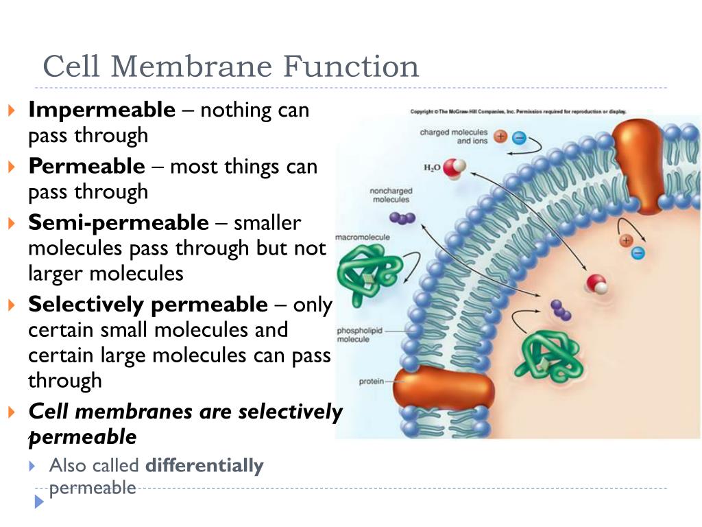 Structure And Functions Of Plasma Membrane Cell Membrane My XXX Hot Girl