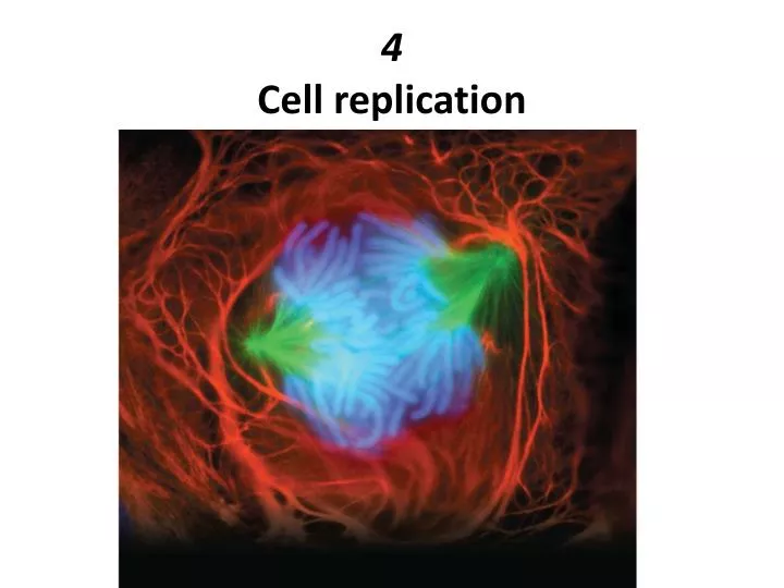PPT - 4 Cell replication PowerPoint Presentation, free download - ID ...