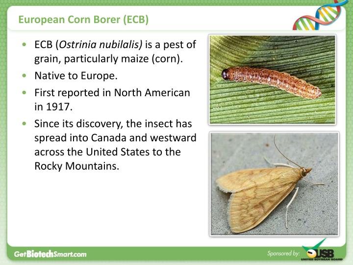 PPT - Bt Trait vs. European Corn Borer PowerPoint Presentation - ID:2639191