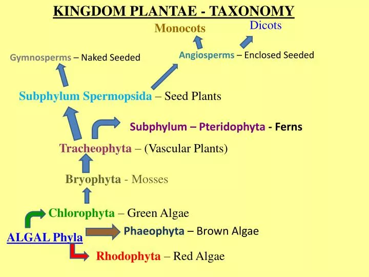 PPT - KINGDOM PLANTAE - TAXONOMY PowerPoint Presentation, free download ...