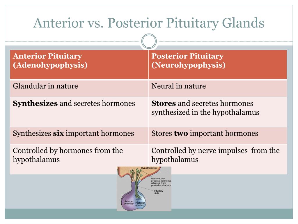 Anterior And Posterior Pituitary Hormones