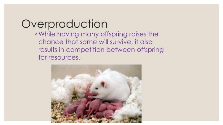 PPT - Theory of Natural Selection PowerPoint Presentation - ID:2640879