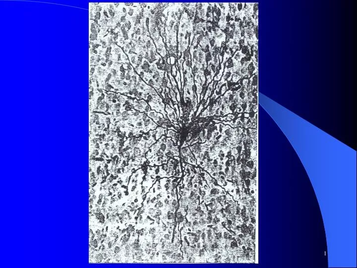 PPT - Basic Neuron PowerPoint Presentation, free download - ID:2641627