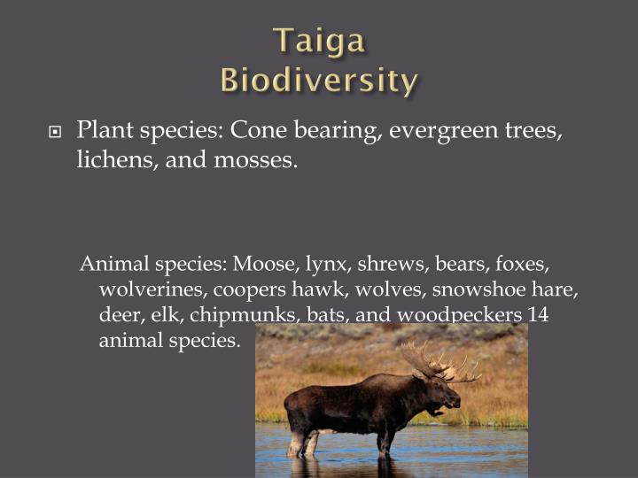 PPT - Taiga PowerPoint Presentation - ID:2644315